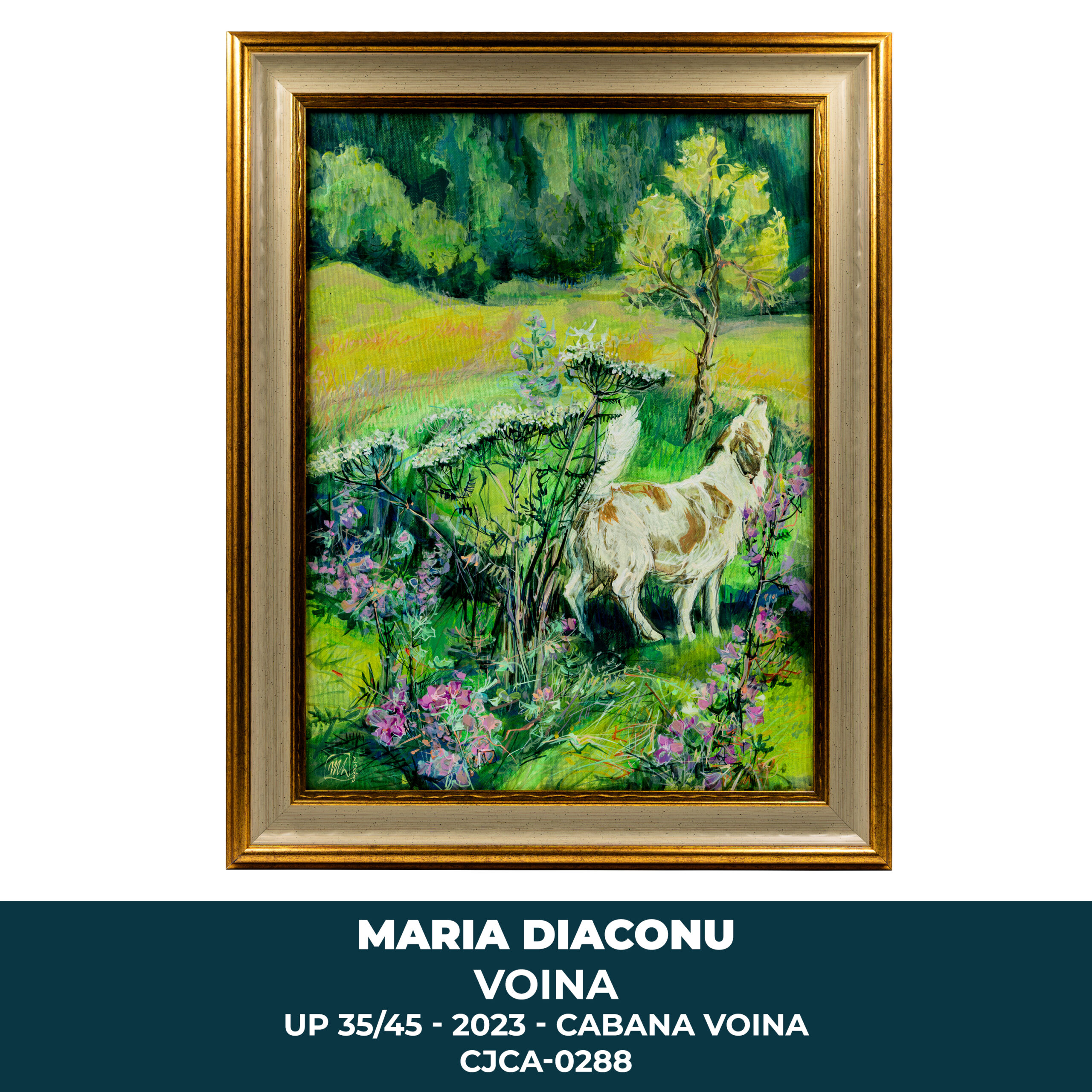 Voina – CJCA Olt
